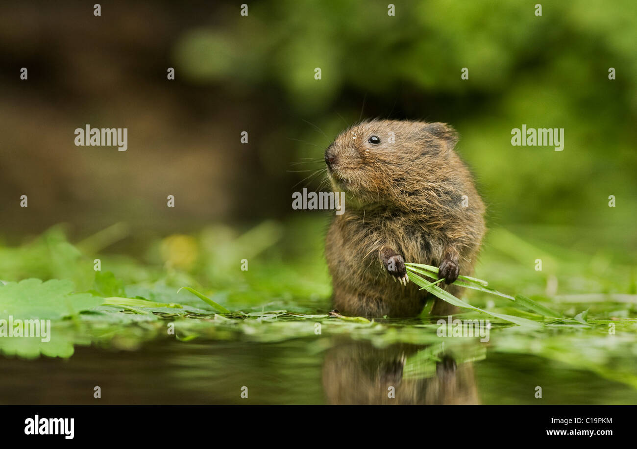 Young Water voles (Arvicola amphibius), Kent, UK Stock Photo - Alamy