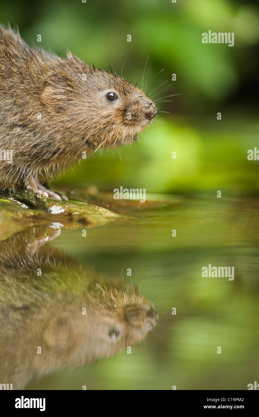 Amphibious rodent hi-res stock photography and images - Alamy