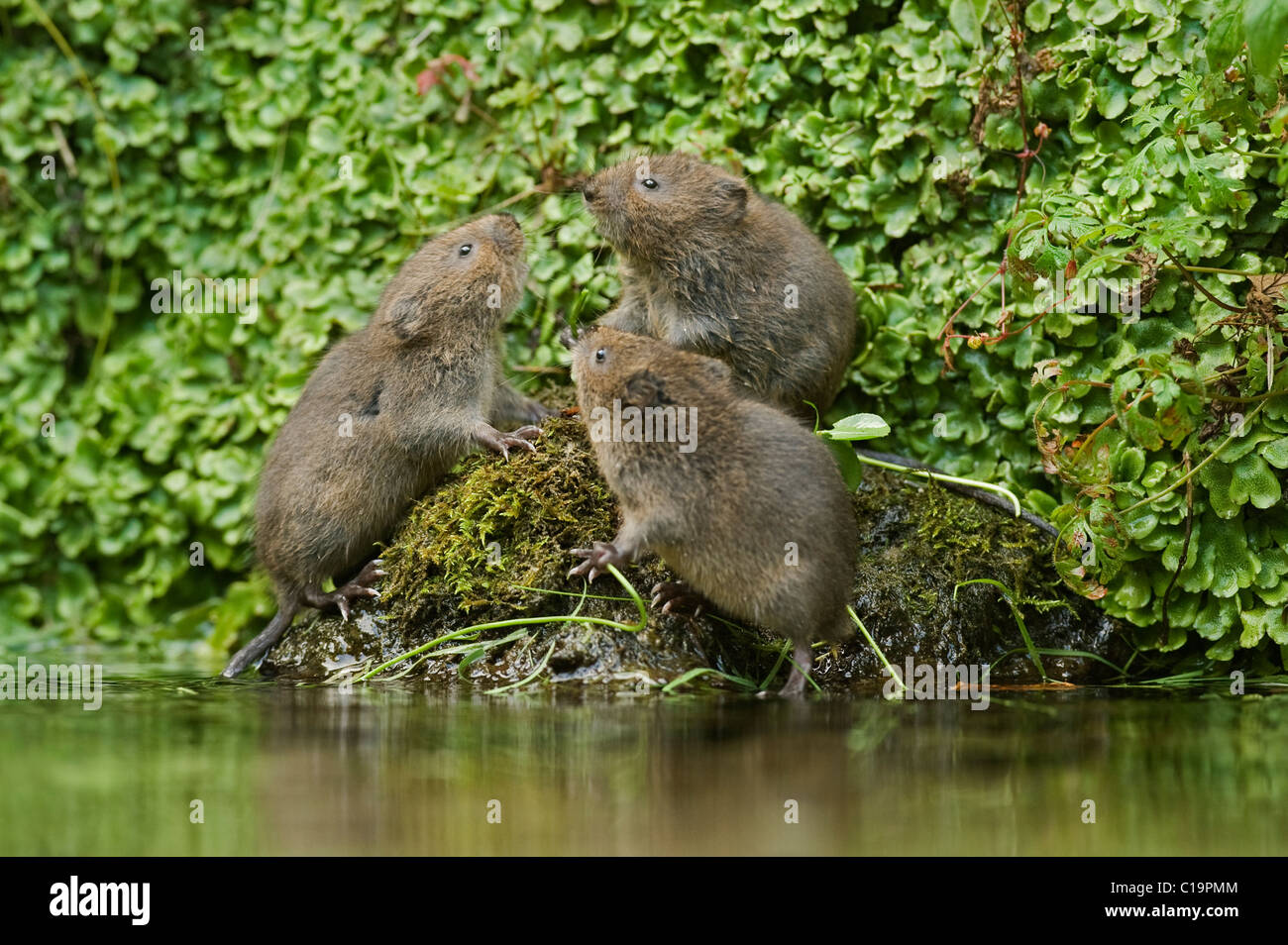 Water voles High Resolution Stock Photography and Images - Alamy