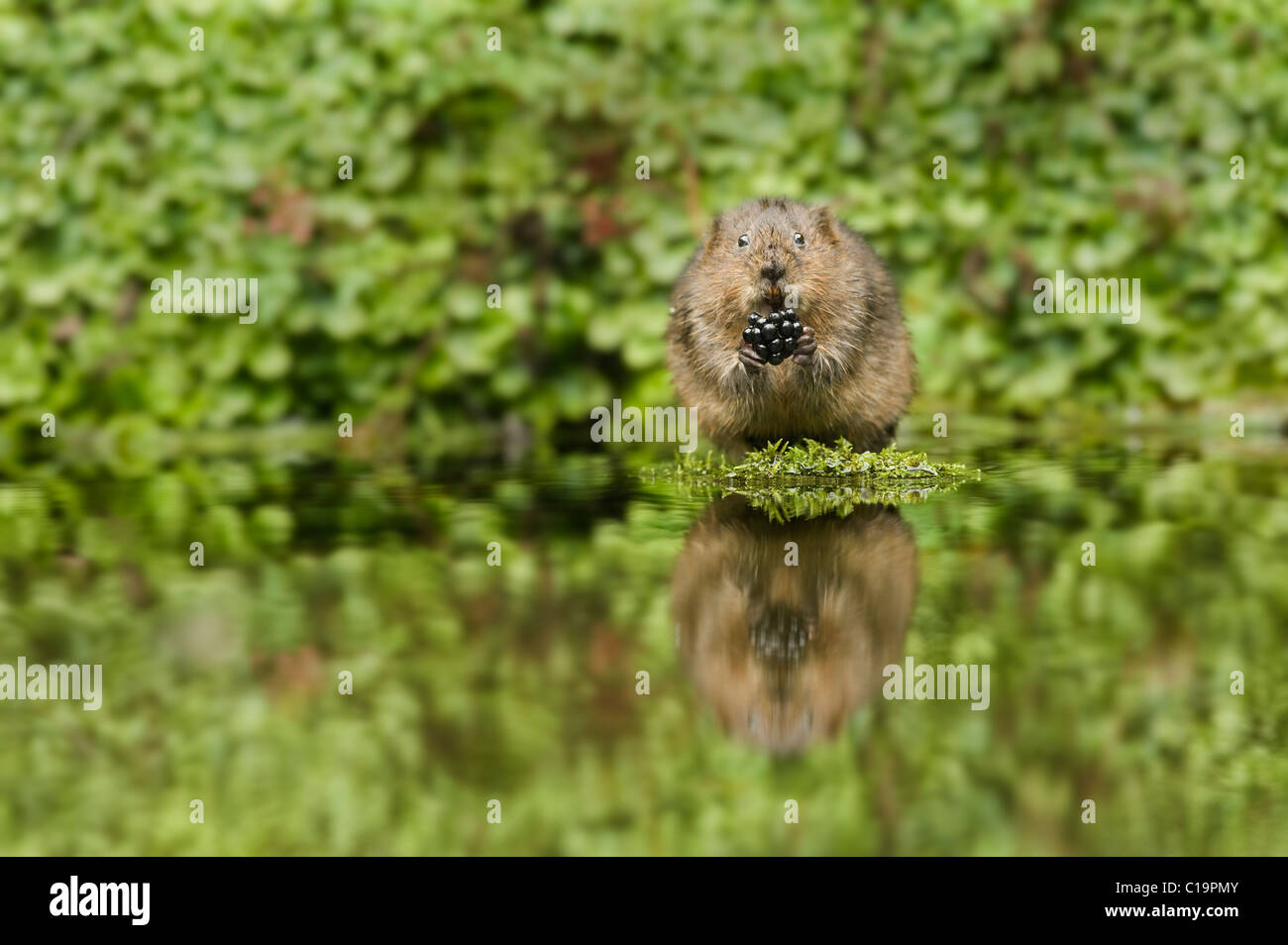 Amphibious rodent hi-res stock photography and images - Alamy