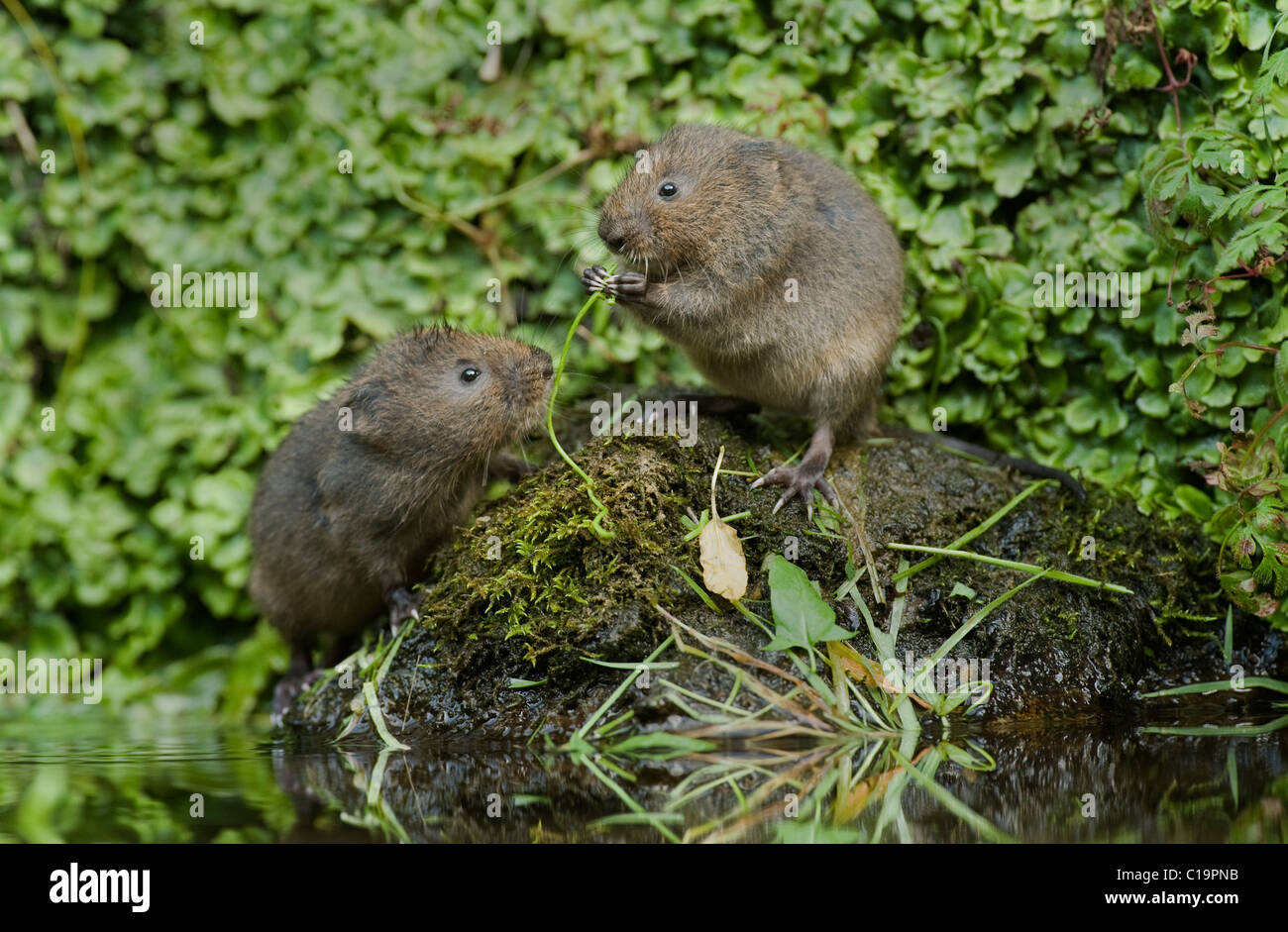 Baby Water Vole