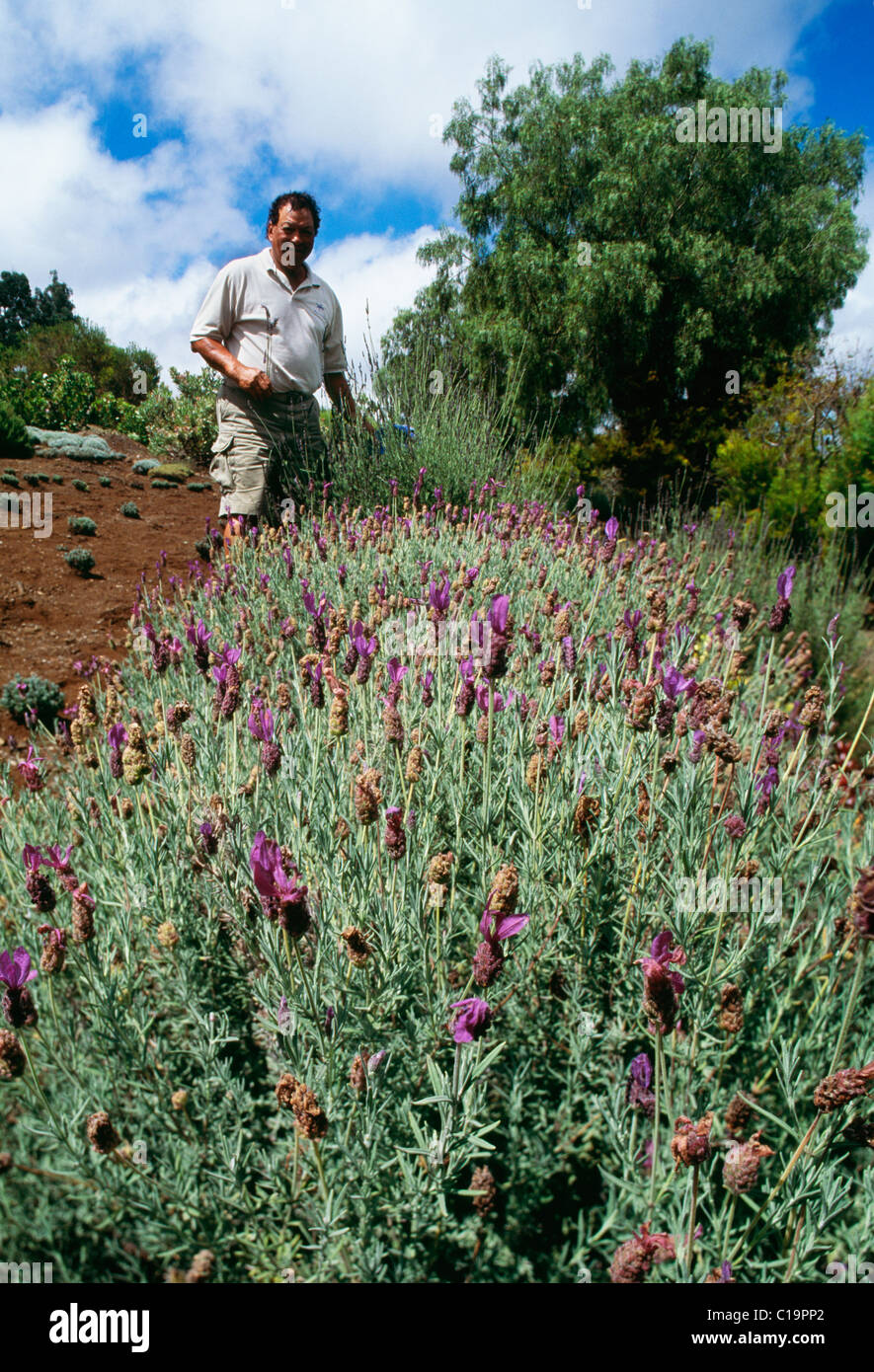 Alli Lavendar Garden, Upcountry Maui, Kula, Hawaii Stock Photo - Alamy
