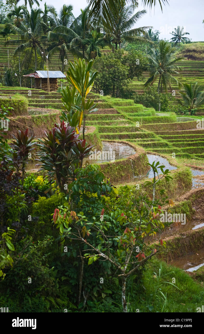 The dramatic and beautiful terraced rice fields of Belimbing, Bali ...