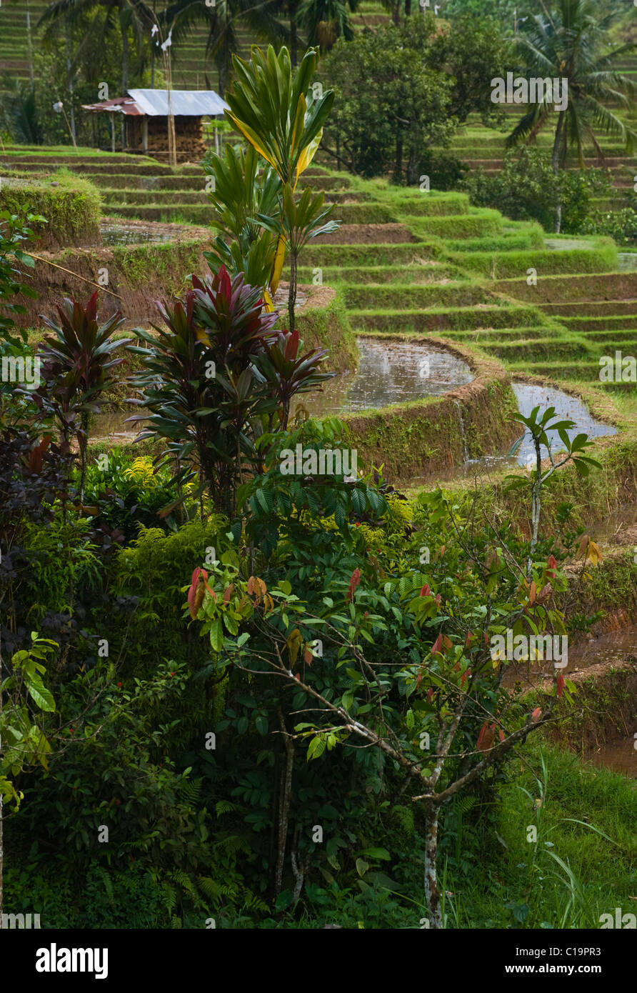 The dramatic and beautiful terraced rice fields of Belimbing, Bali ...