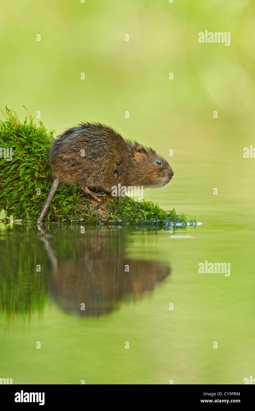 Water vole kent hi-res stock photography and images - Alamy