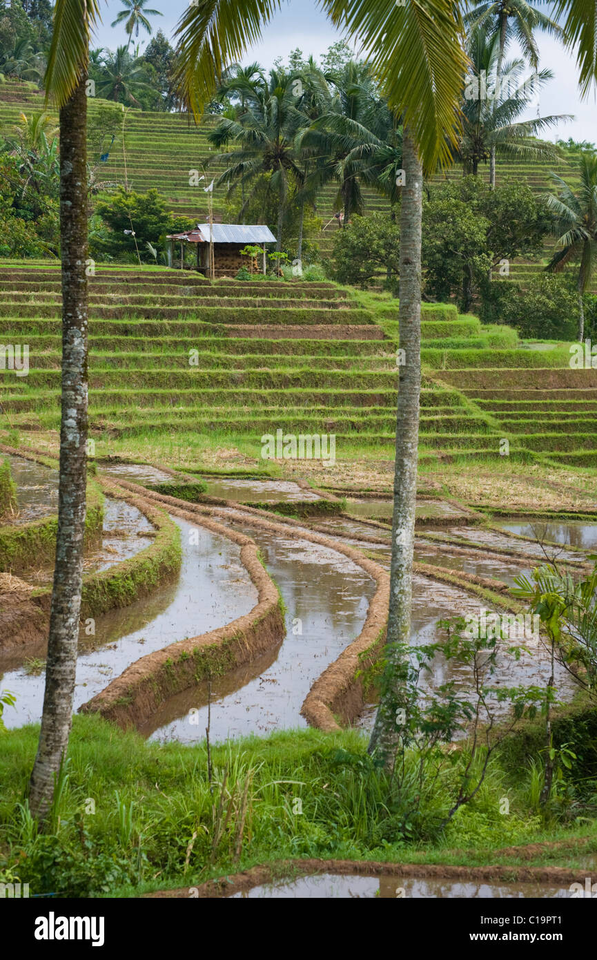 The dramatic and beautiful terraced rice fields of Belimbing, Bali ...