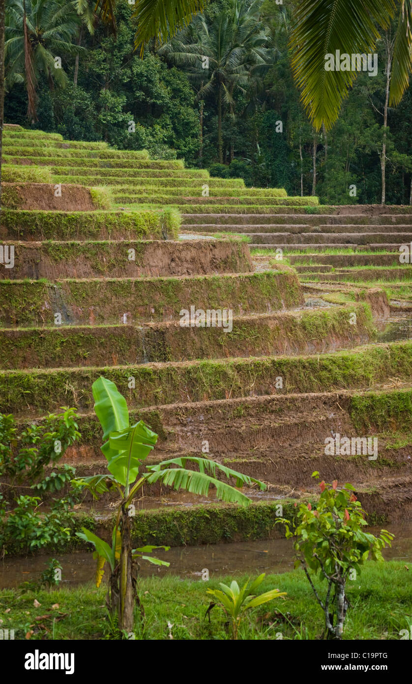 The dramatic and beautiful terraced rice fields of Belimbing, Bali ...