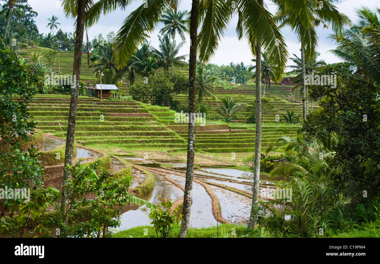 The dramatic and beautiful terraced rice fields of Belimbing, Bali ...