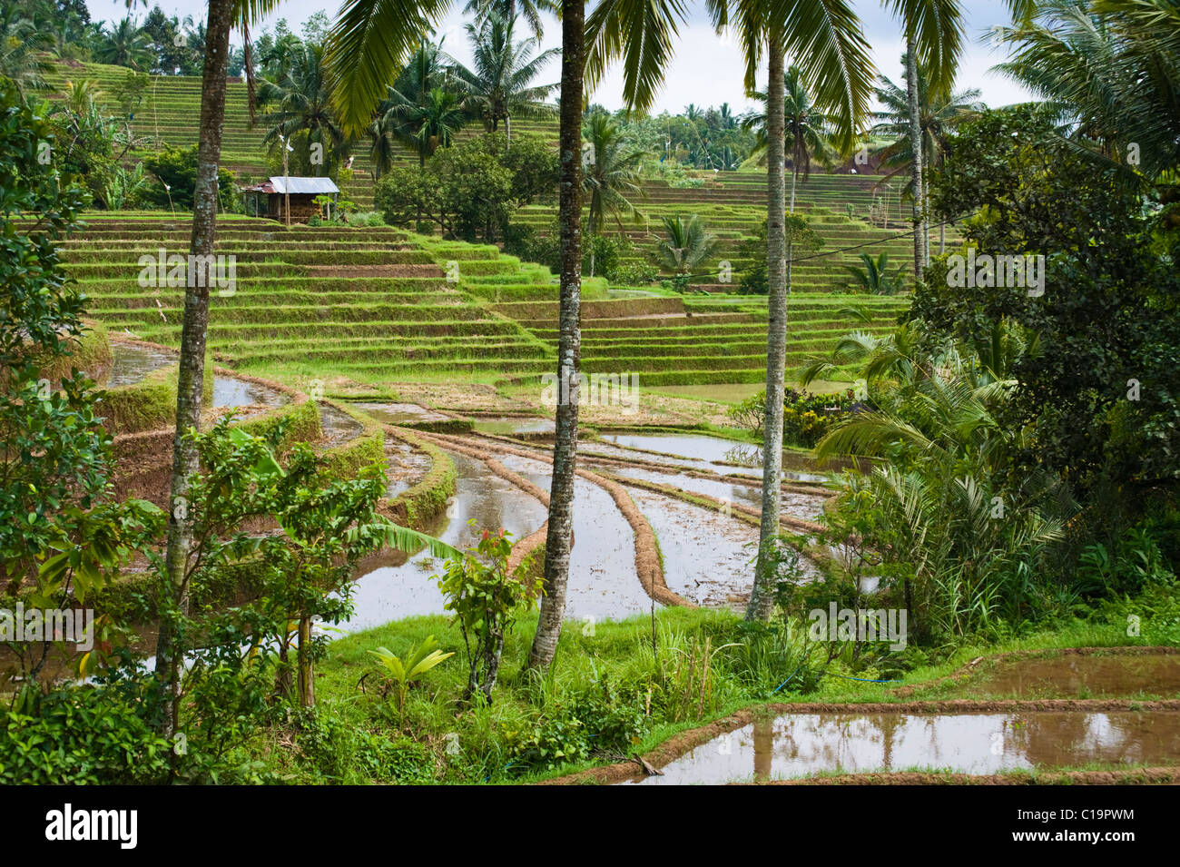 The dramatic and beautiful terraced rice fields of Belimbing, Bali ...