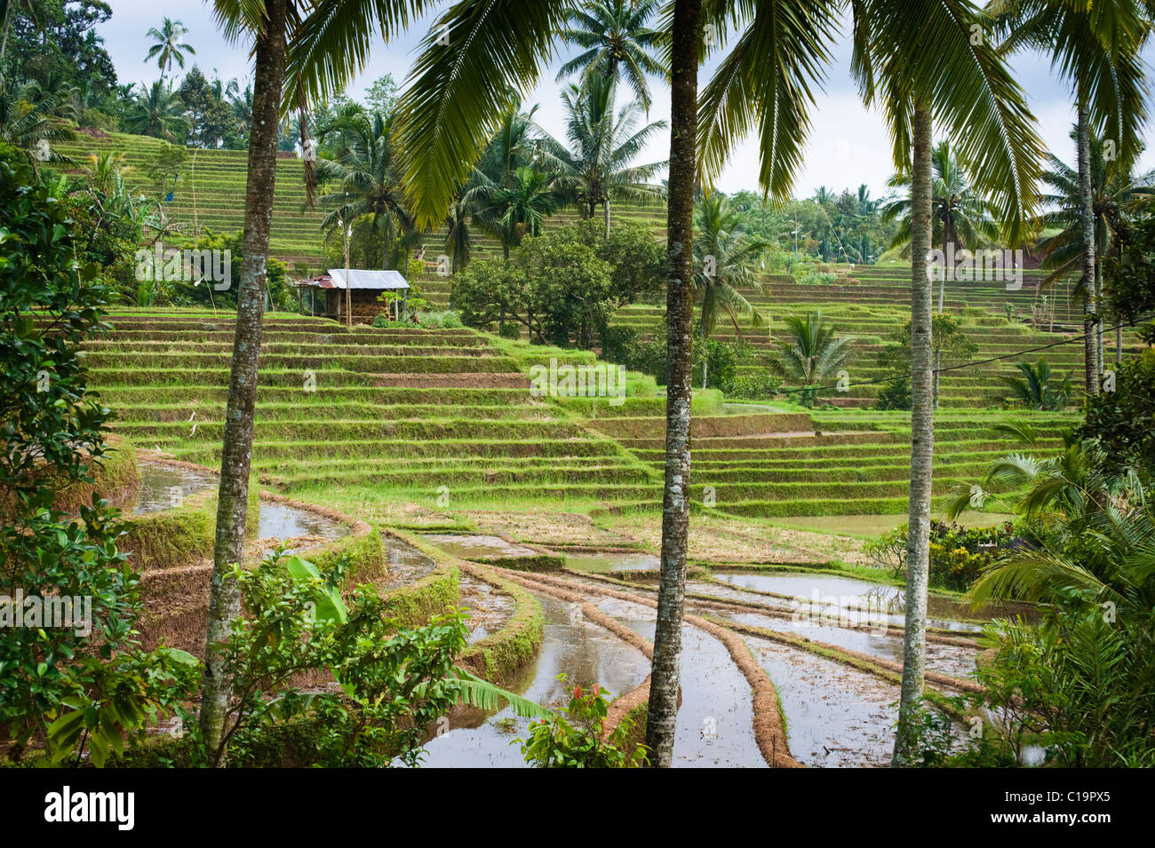 The dramatic and beautiful terraced rice fields of Belimbing, Bali ...