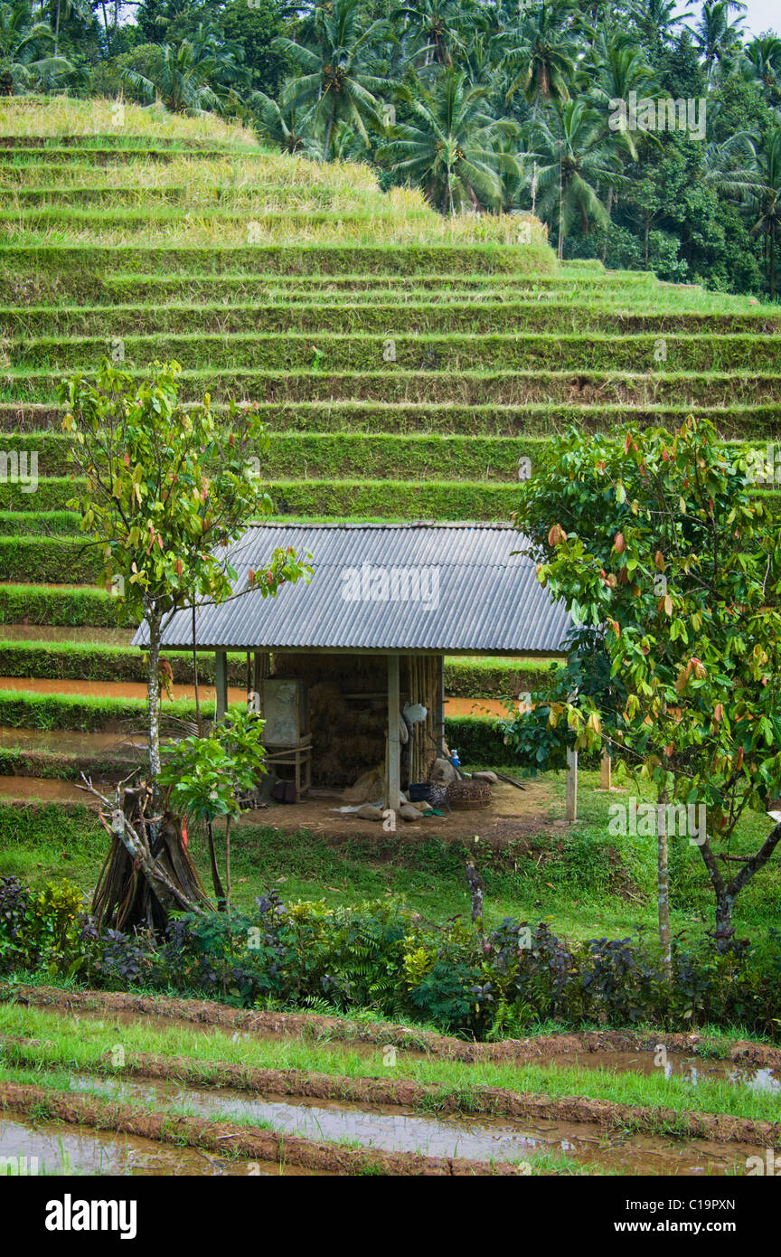 The dramatic and beautiful terraced rice fields of Belimbing, Bali ...