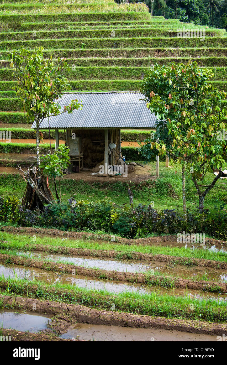 The dramatic and beautiful terraced rice fields of Belimbing, Bali ...