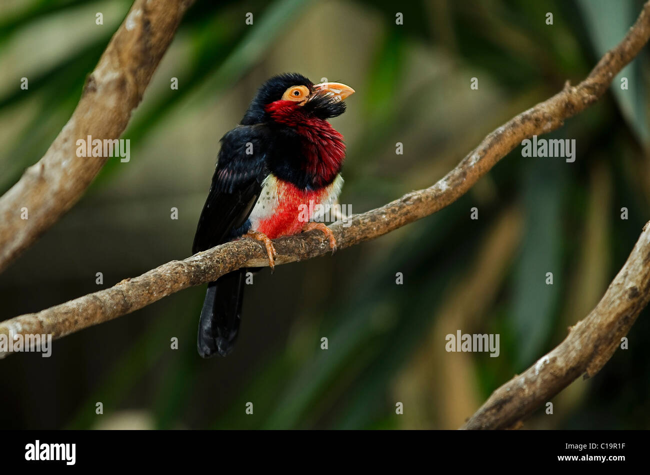 Photo of a Bearded Barbet, Lybius dubius, a common resident breeder in ...