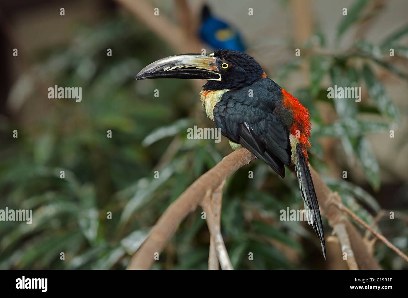 The Collared Aracari, Pteroglossus torquatus, a toucan Stock Photo - Alamy