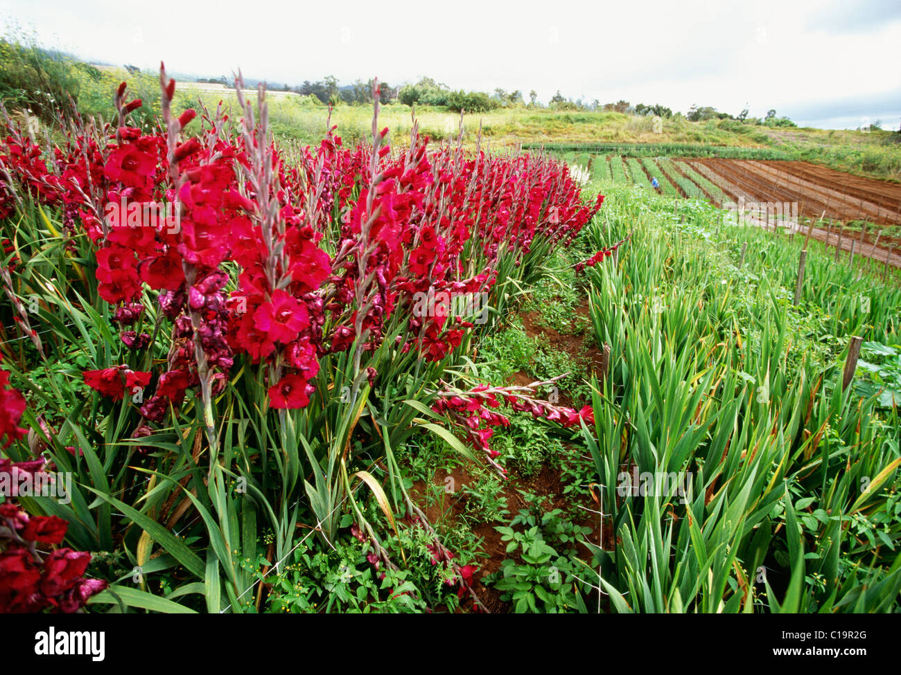 Upcountry maui flower farm hi-res stock photography and images - Alamy