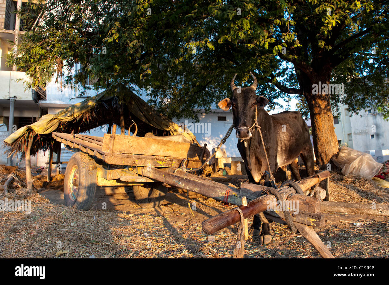 Indian Zebu / cow and bullock cart on waste ground in the morning ...