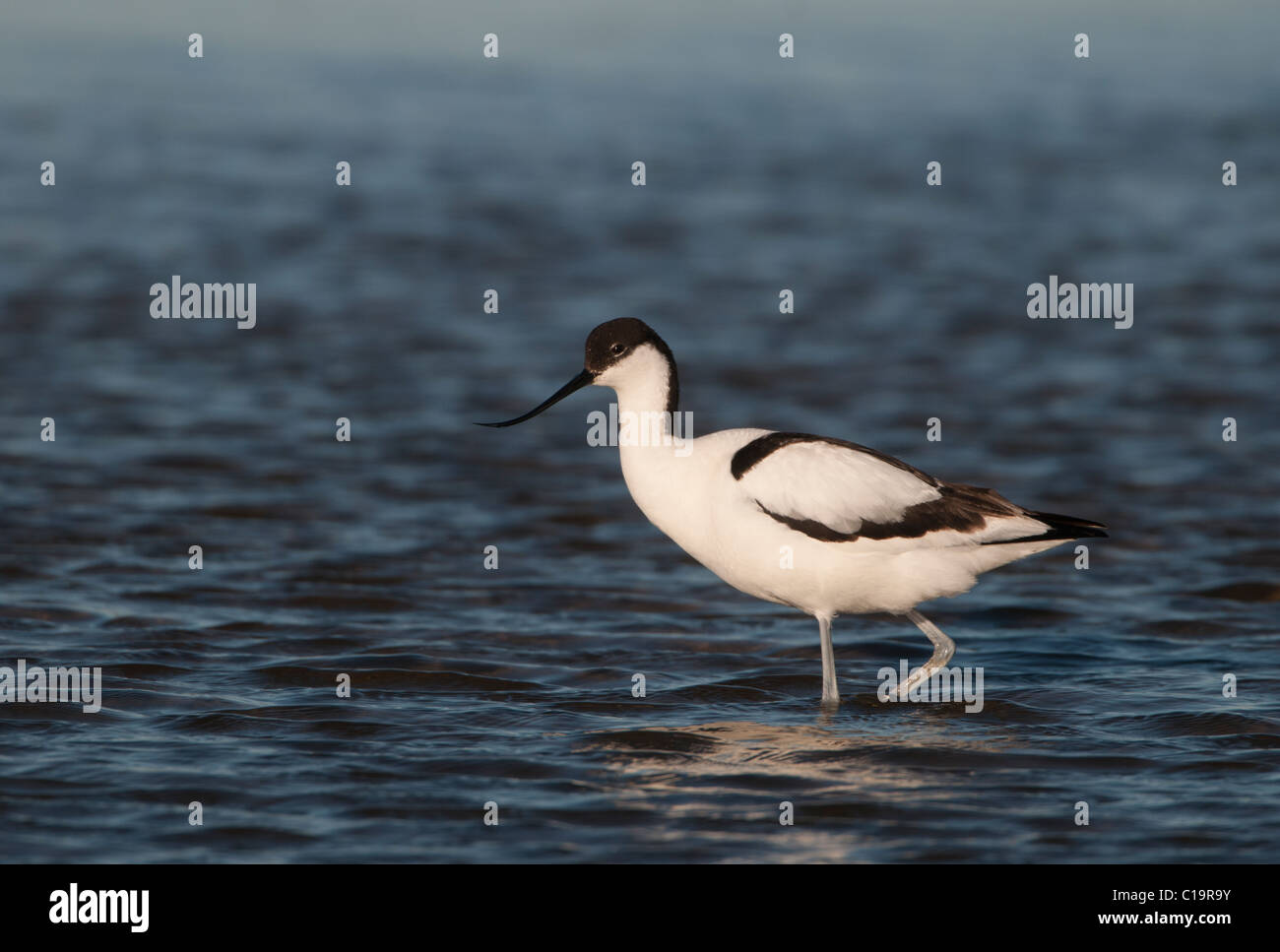 Avocet Recurvirostra avosetta Cley Norfolk spring Stock Photo - Alamy