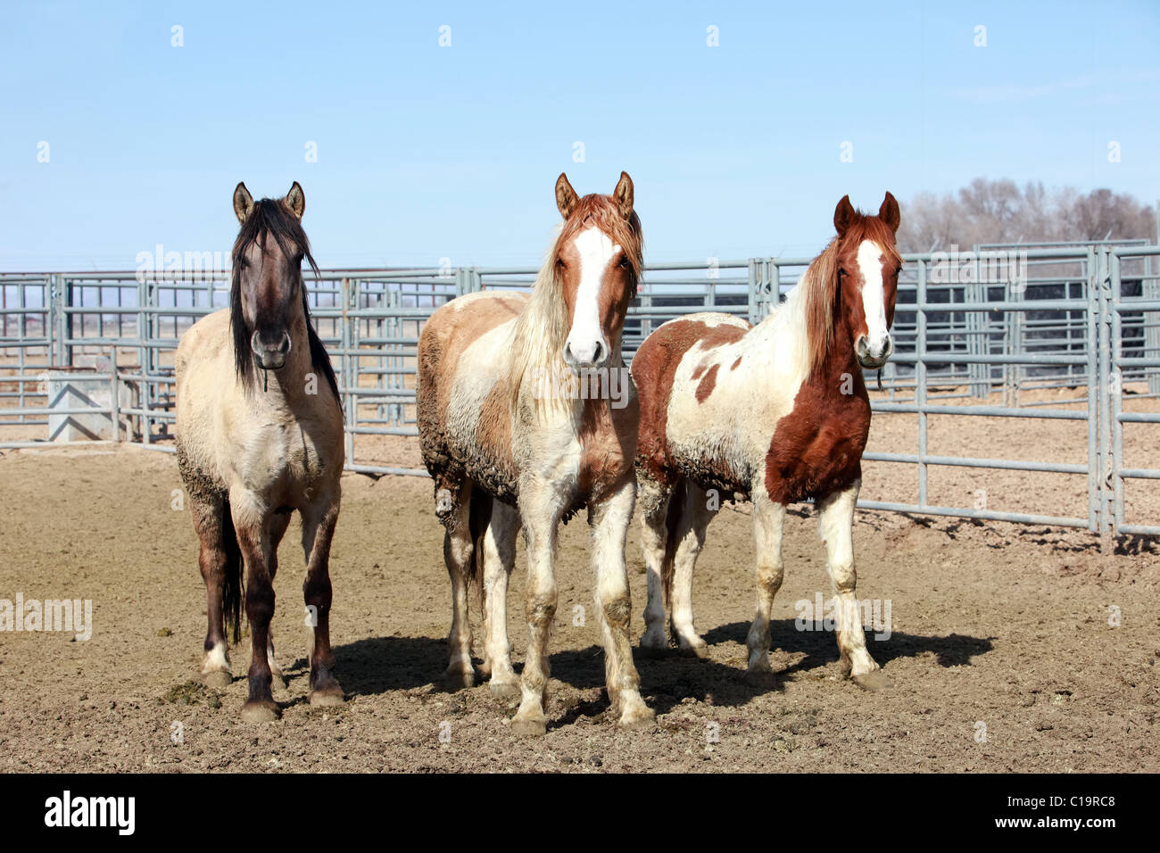Wild Mustang Roundup
