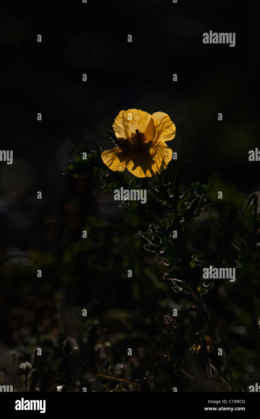 Horned Poppy Stock Photos & Horned Poppy Stock Images - Alamy