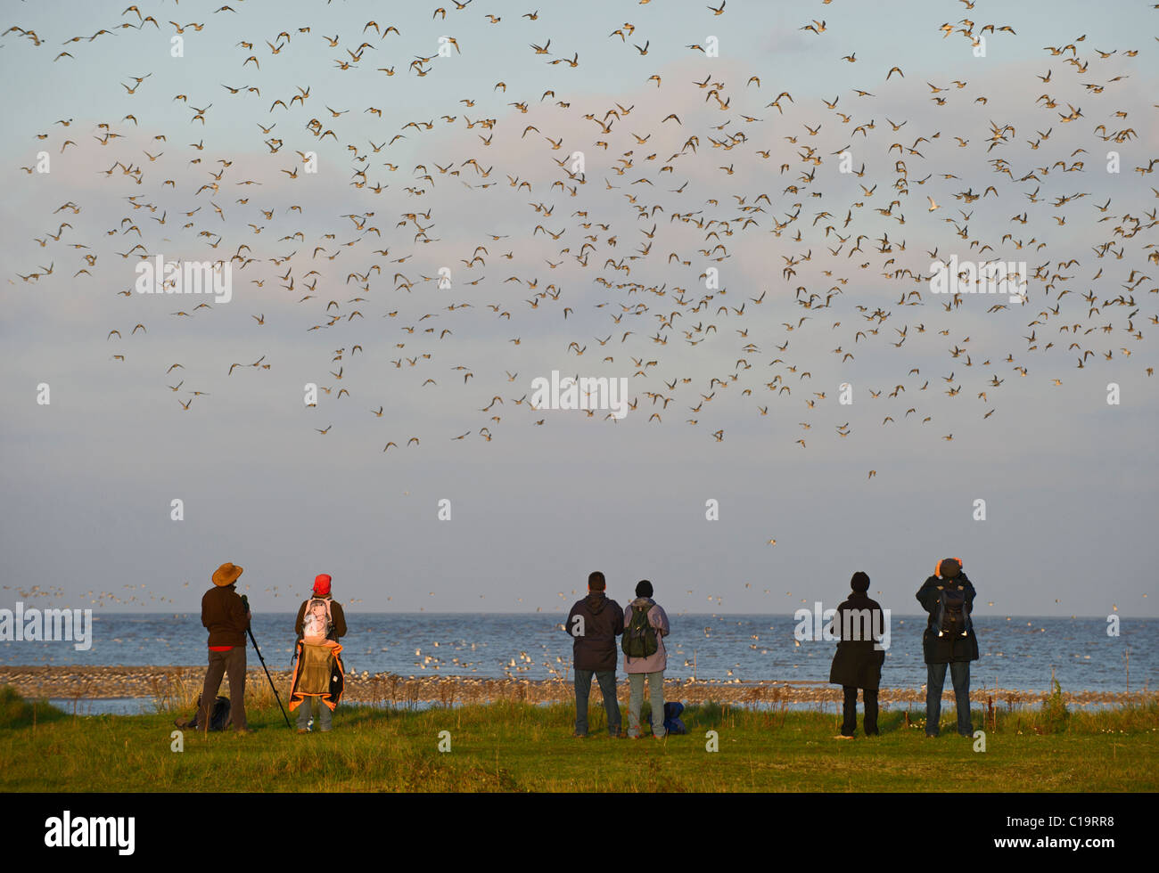 Birdwatching birdwatchers birdwatcher wader waders knot people person ...