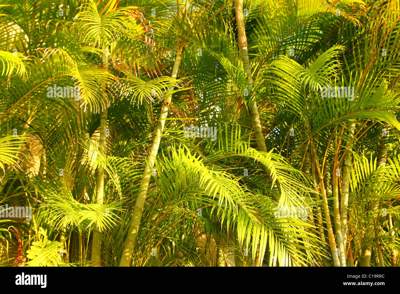 Chrysalidocarpus lutescens hi-res stock photography and images - Alamy