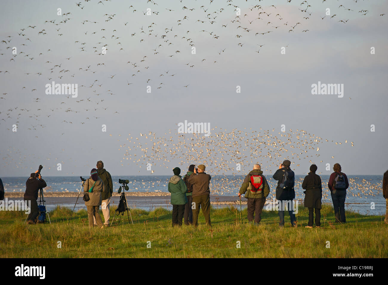 Birdwatchers watching waders over the Wash at Snettisham RSPB Reserve ...