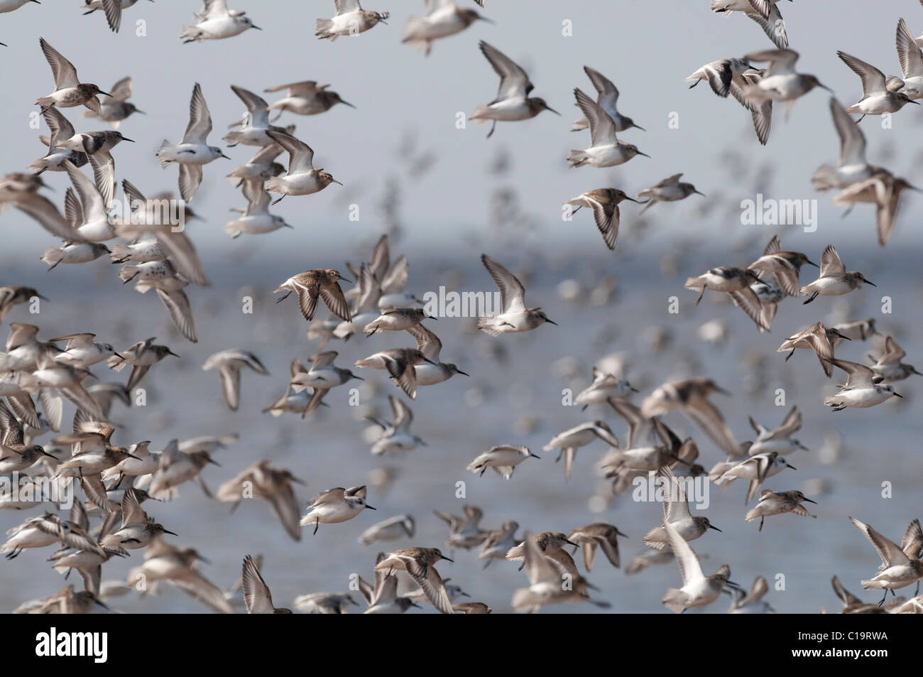 Sanderling Calidris alba and a few Dunlin Calidris alpina on the Wash ...