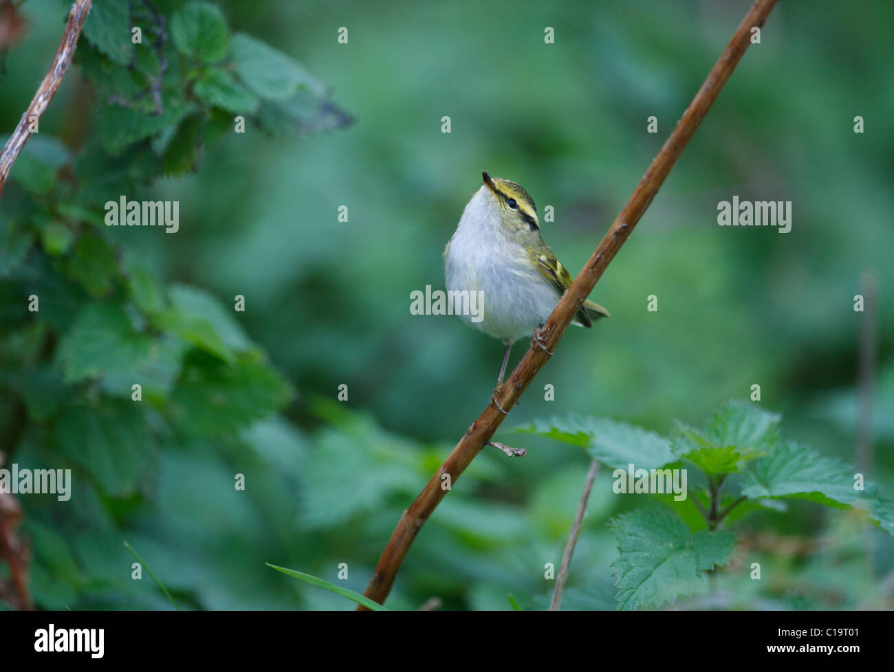 Pallas's Warbler Phylloscopus proregulus Burnham Overy Dunes Norfolk ...