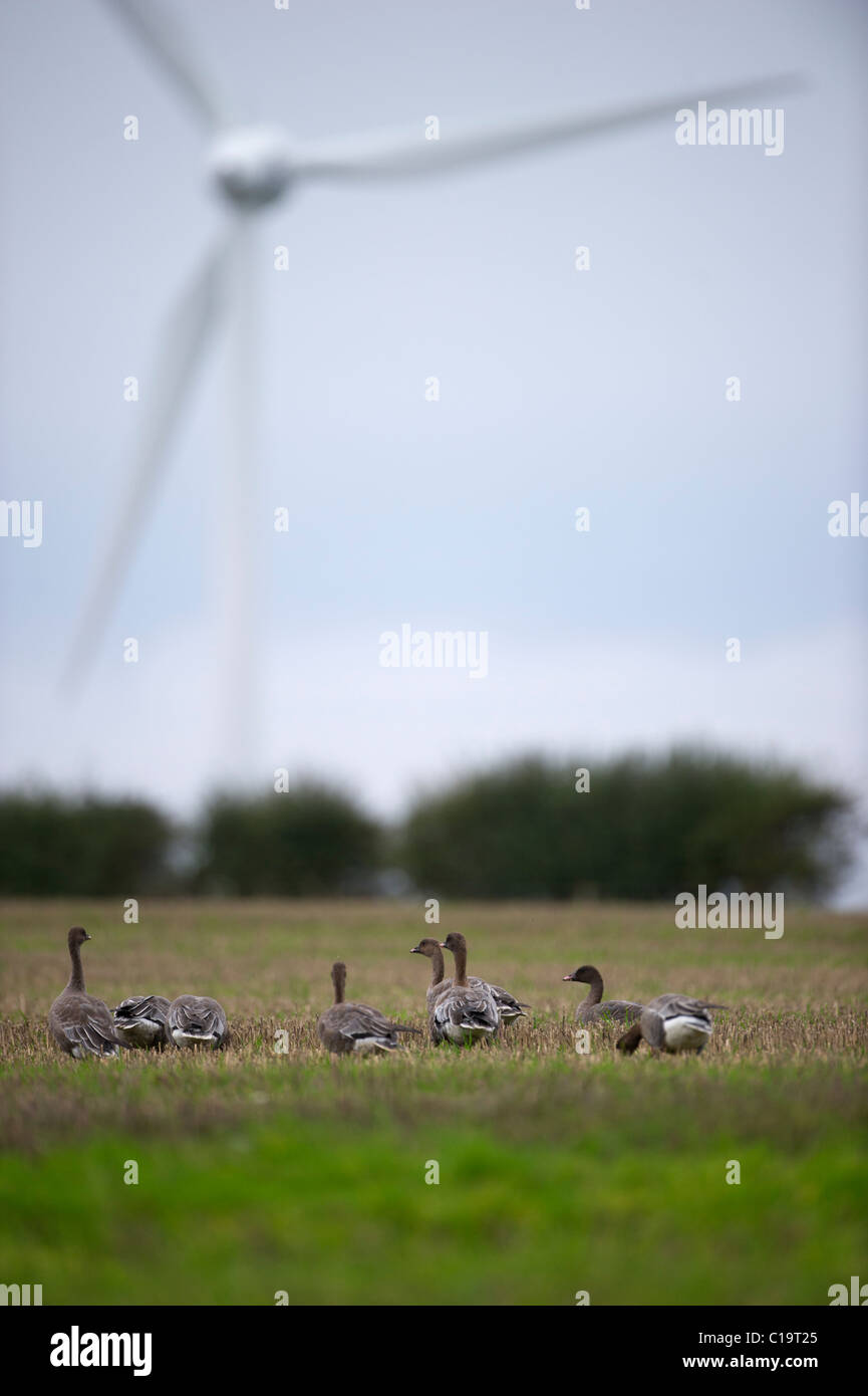 Goose geese bird wildlife norfolk wind turbine power human structure hi ...