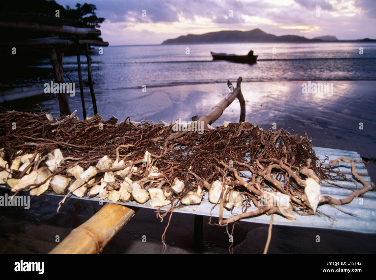 Kava roots, Kadavu, Fiji Stock Photo - Alamy