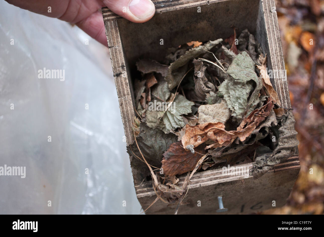 Hazel dormouse hi-res stock photography and images - Alamy