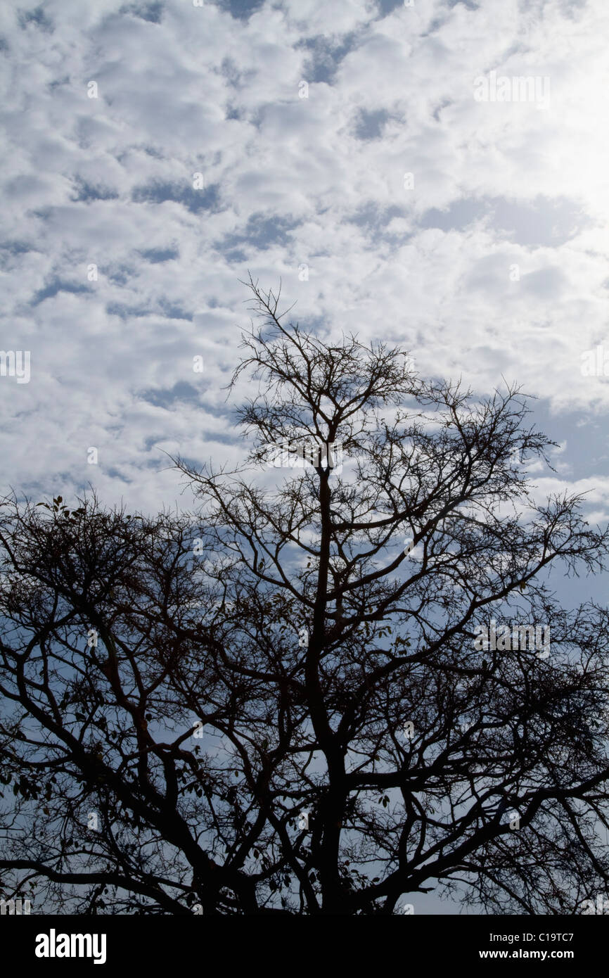 India tree hi-res stock photography and images - Alamy