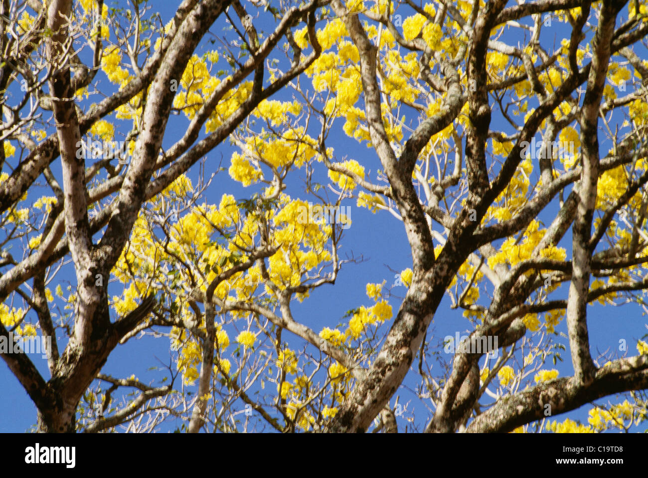 Gold tree hawaii hi-res stock photography and images - Alamy