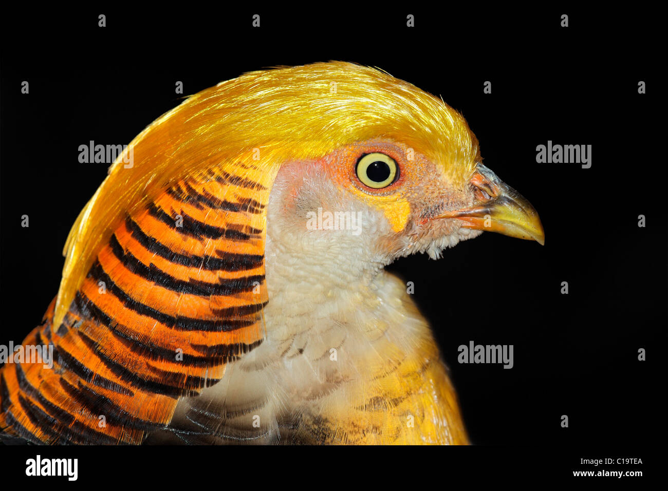 Portrait of a colorful yellow golden pheasant (Chrysolophus pictus ...