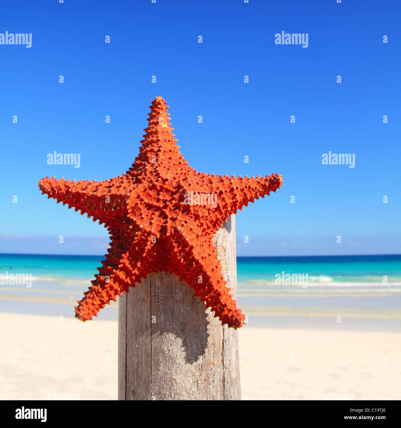 Underwater starfish caribbean sea hi-res stock photography and images ...