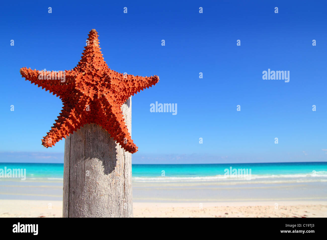 beautiful caribbean starfish on wood pole beach Stock Photo - Alamy
