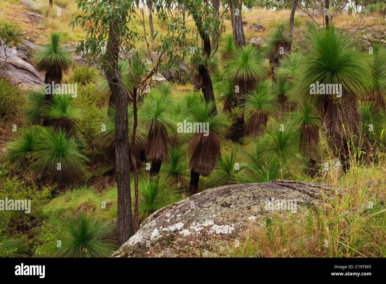 Grasstrees hi-res stock photography and images - Alamy