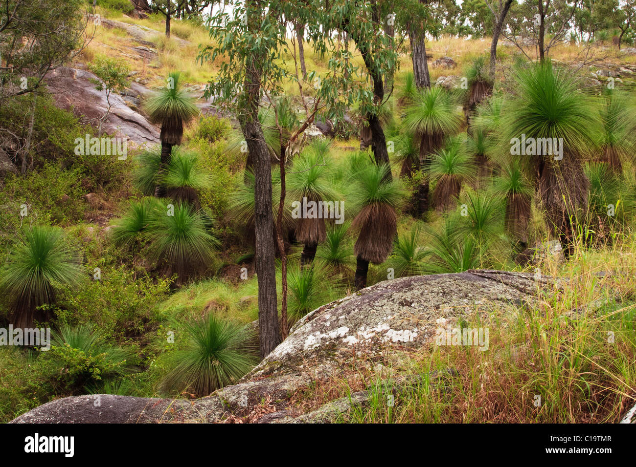 Grasstrees at Coomba Waterhole near Maidenwell, Queensland, Australia ...