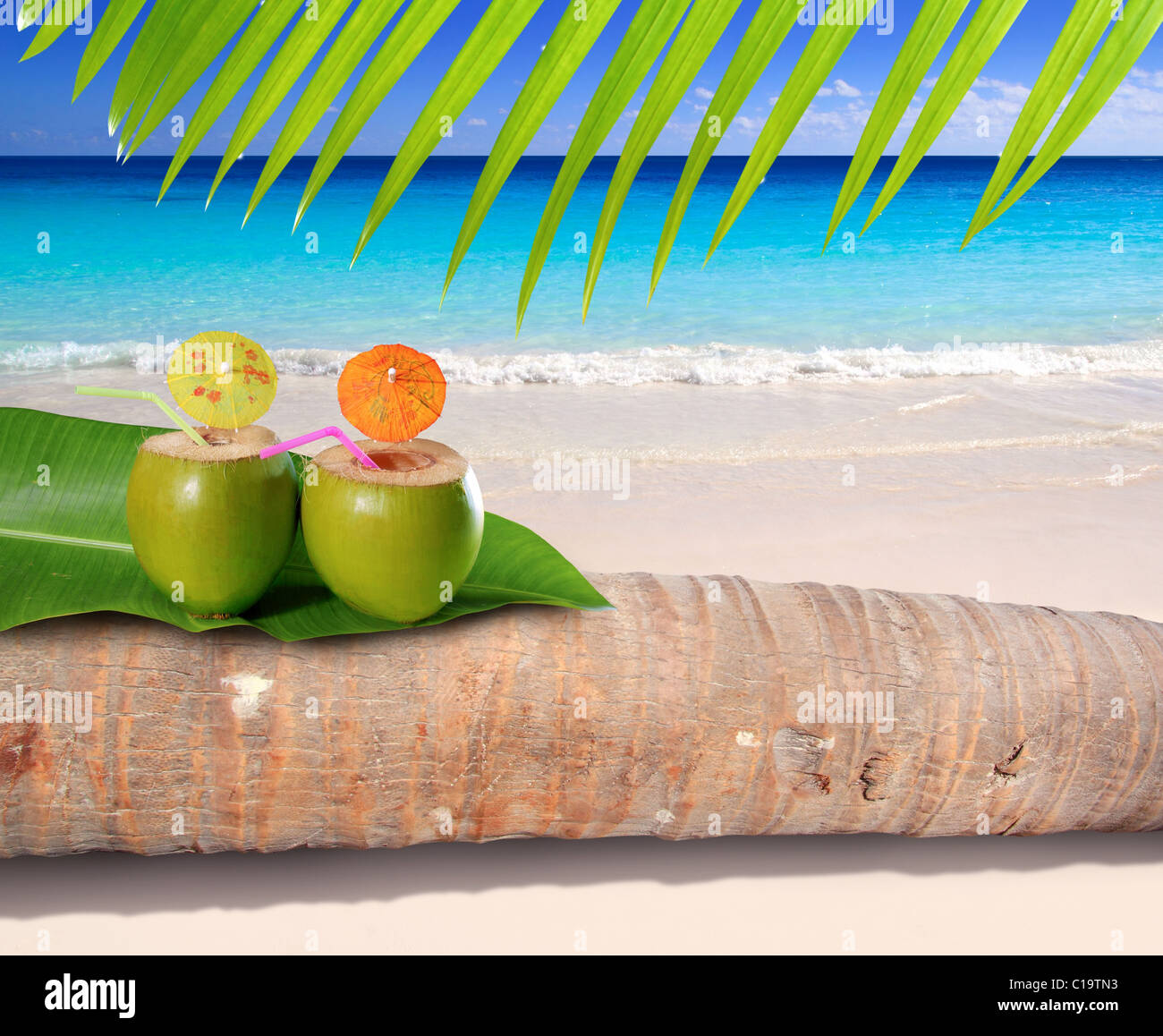 coconut cocktails on palm tree trunk in turquoise Caribbean beach Stock ...