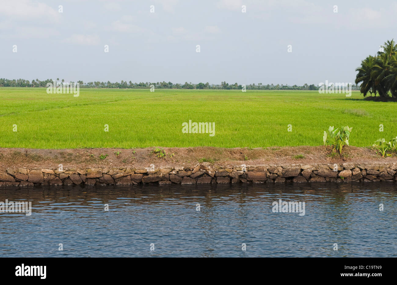 Field near a lagoon, Kerala Backwaters, Alleppey, Alappuzha District ...