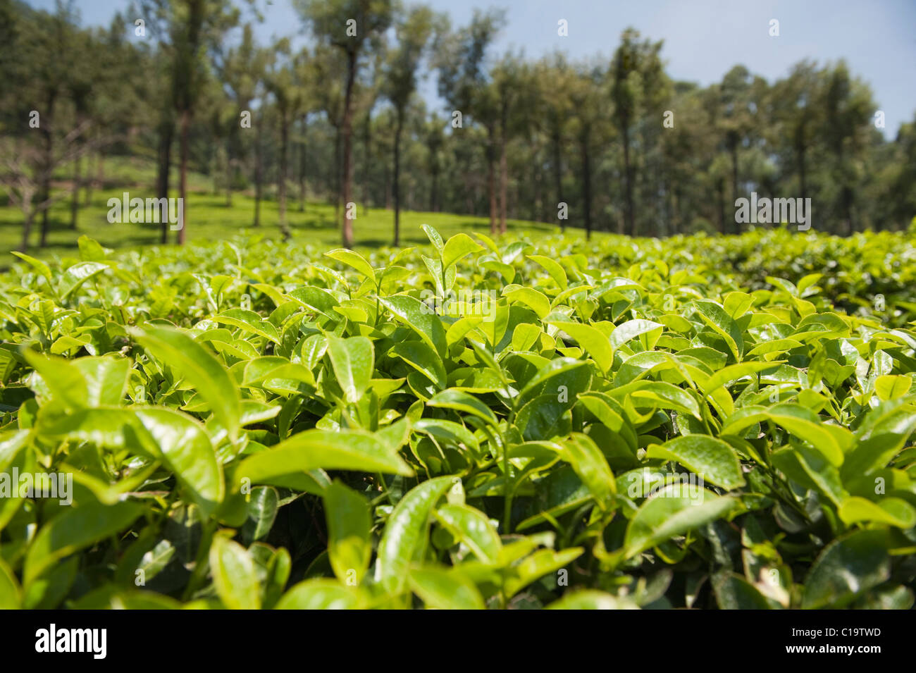 Tea plantation and tree, Munnar, Idukki, Kerala, India Stock Photo - Alamy