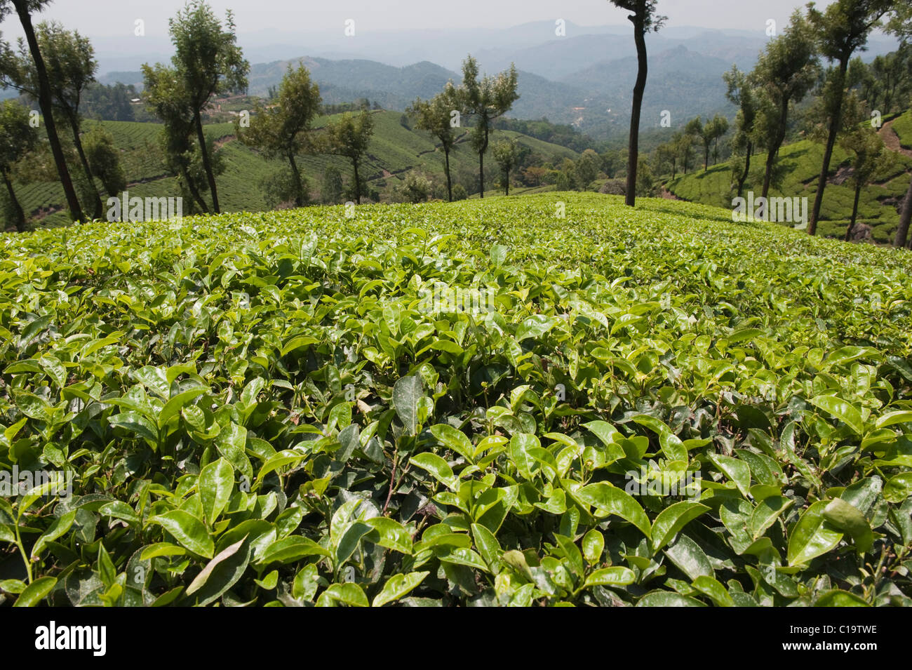 Tea plantation and tree, Munnar, Idukki, Kerala, India Stock Photo - Alamy