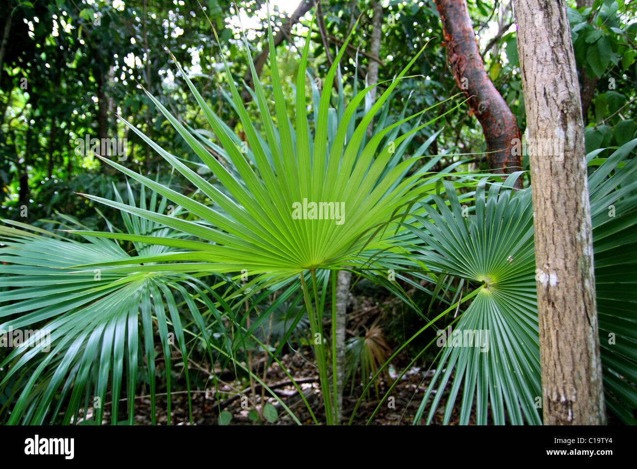 chit palm tree in jungle rain forest in Mayan Riviera Mexico Stock ...
