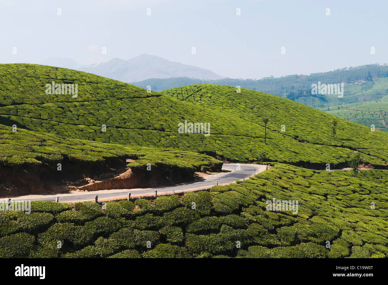 Munnar landscape hi-res stock photography and images - Alamy