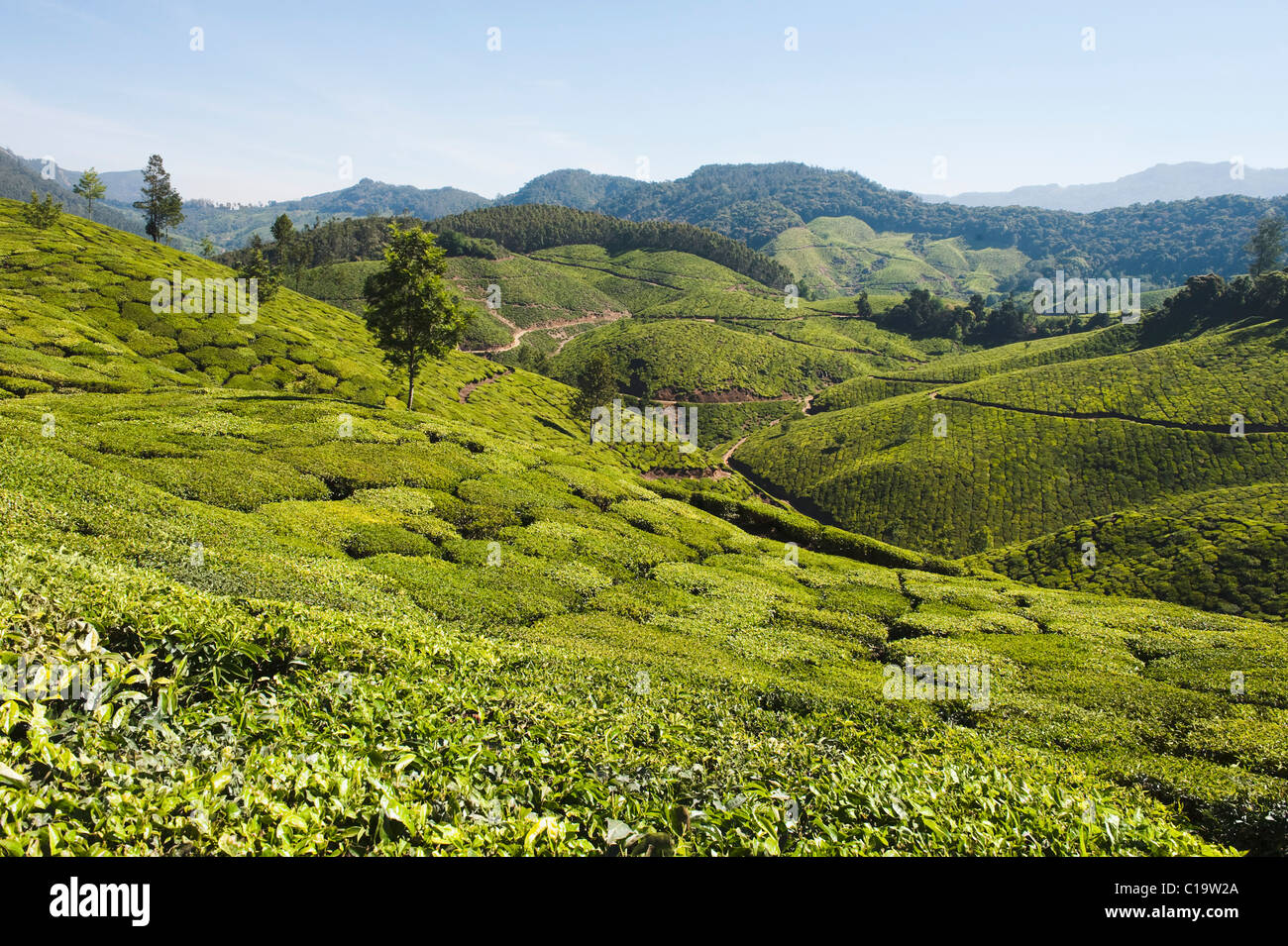 Tea plantation, Munnar, Idukki, Kerala, India Stock Photo - Alamy
