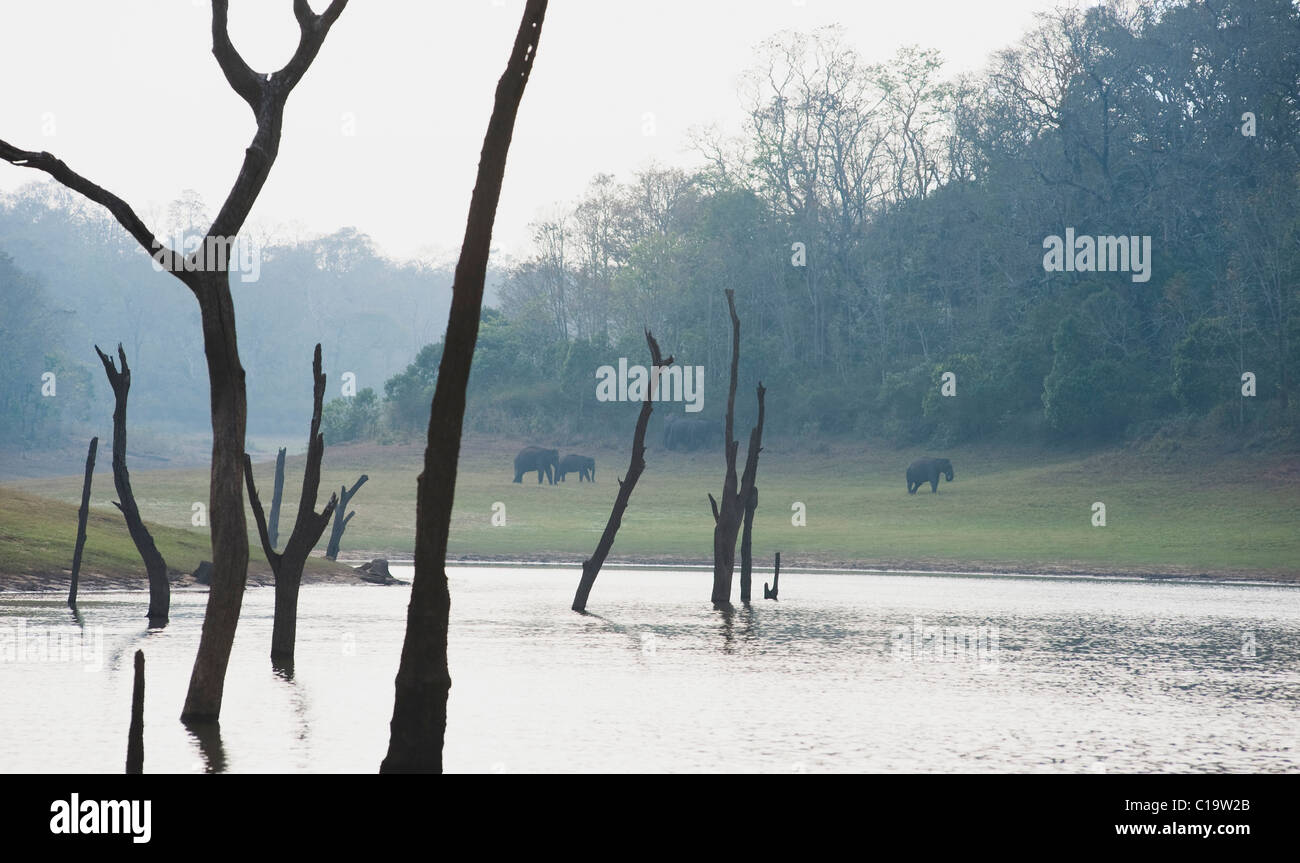 Dead trees in a lake with elephants in the background, Thekkady Lake ...