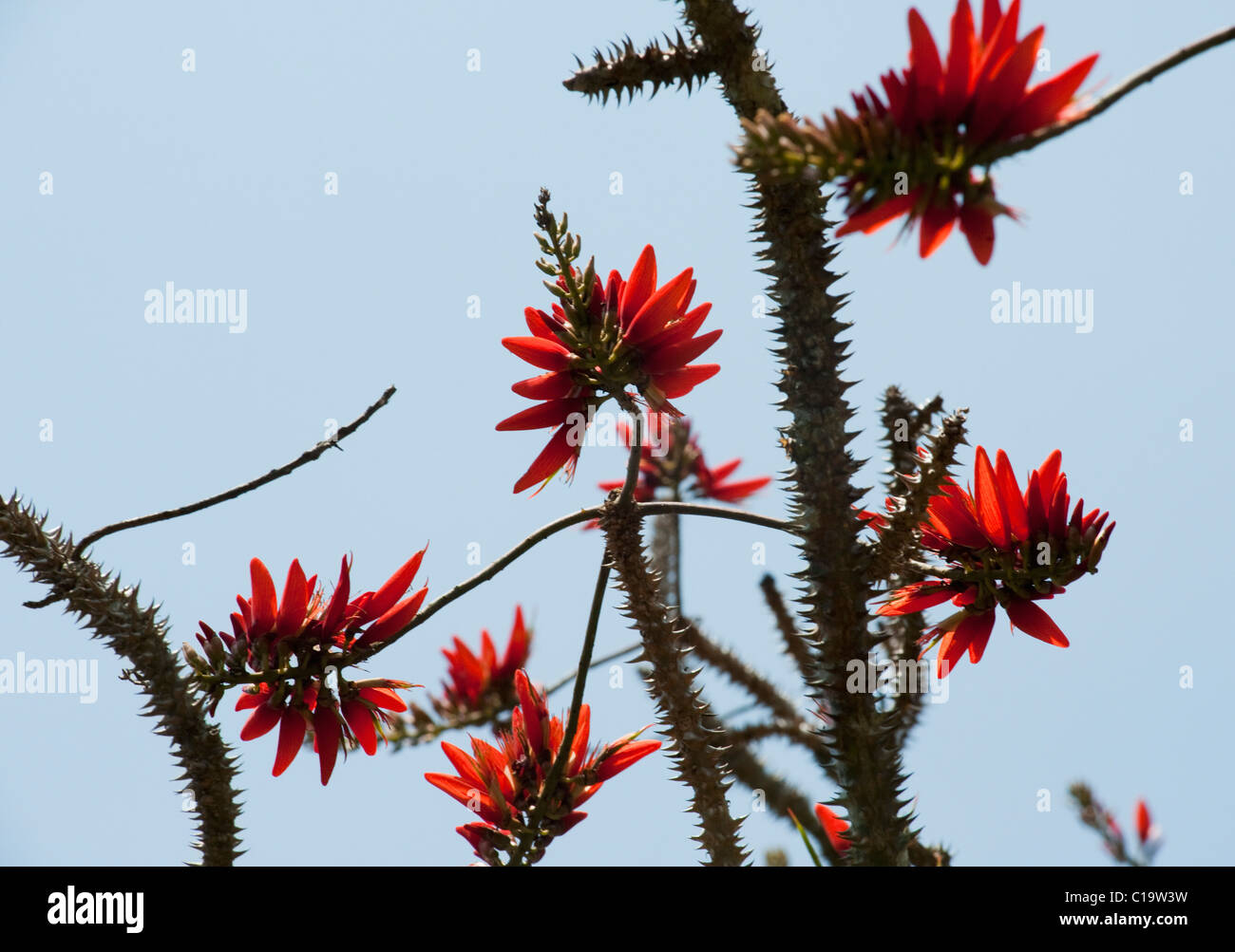 Kerala flowers hi-res stock photography and images - Alamy