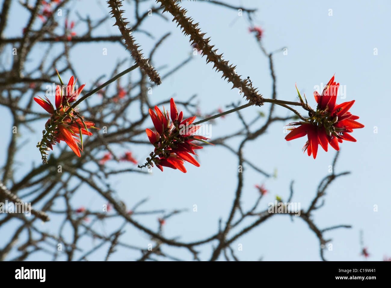 Flowers in kerala hi-res stock photography and images - Alamy