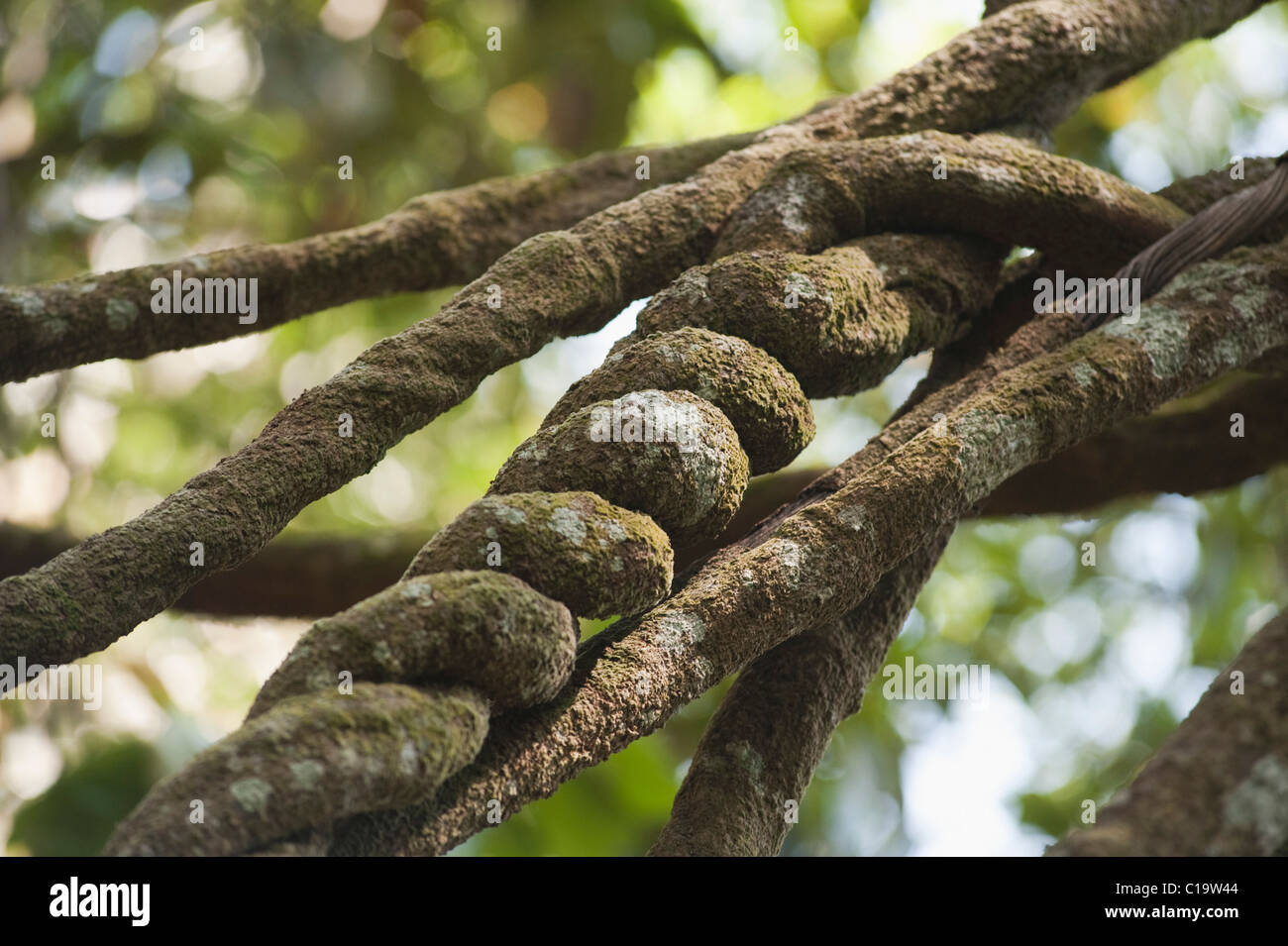 Close-up of tree branches, Thekkady, Periyar National Park, Kerala ...