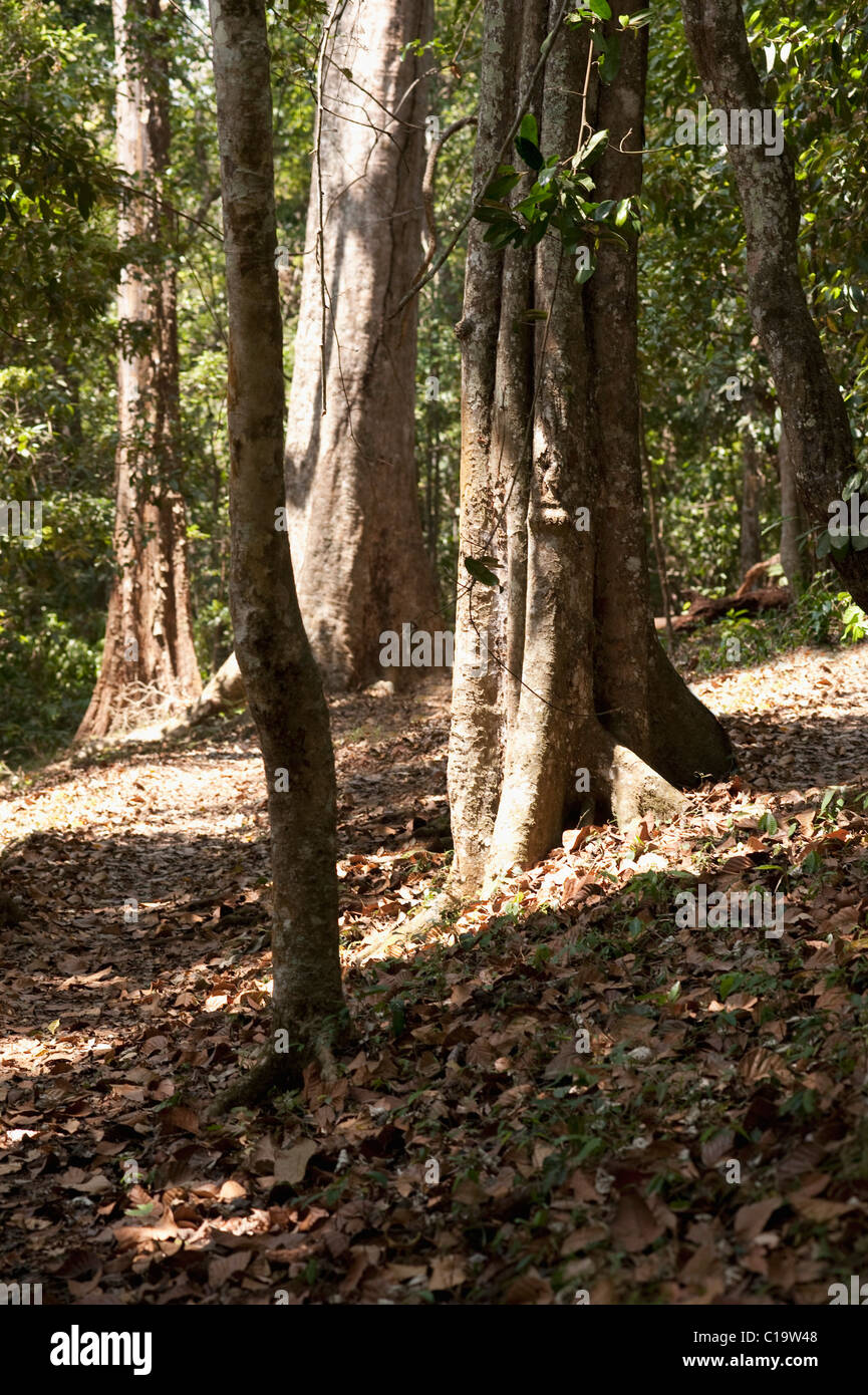 Rudraksha Tree In Kerala